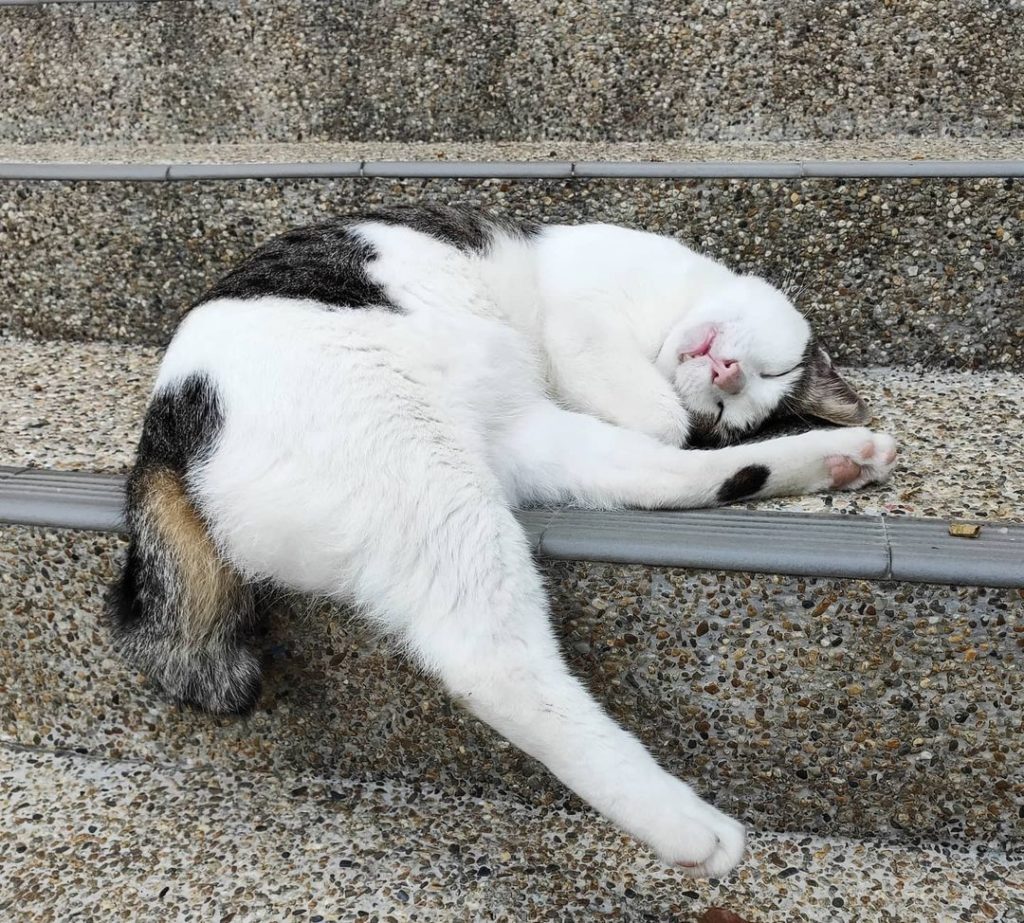 NUS UTown Resident Cat Ashy Uses Tote Bag As Pillow, Now Excels In Napping