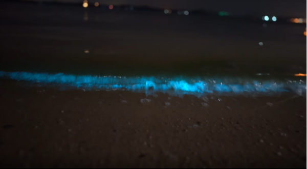 Waves At S’pore Beach Glow Blue At Night, Look Like A Magical Light Show