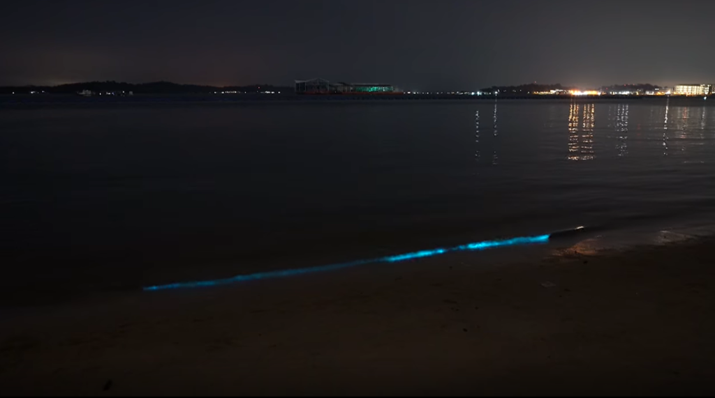 Waves At S’pore Beach Glow Blue At Night, Look Like A Magical Light Show