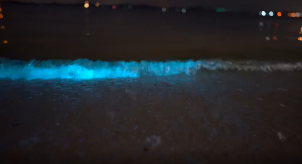 Waves At S’pore Beach Glow Blue At Night, Look Like A Magical Light Show