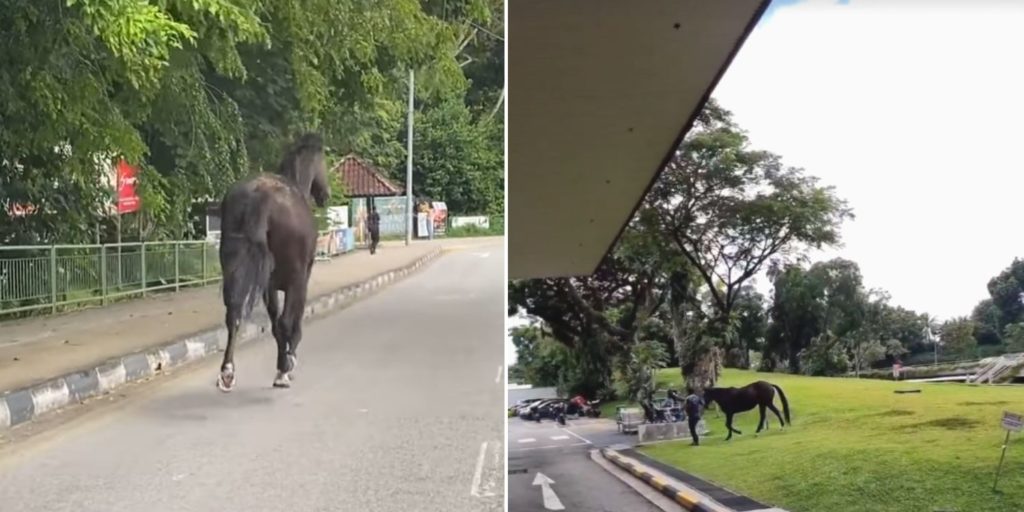 Black Horse Wanders Around Turf Club Road & Nearby Mall, Later Returned ...