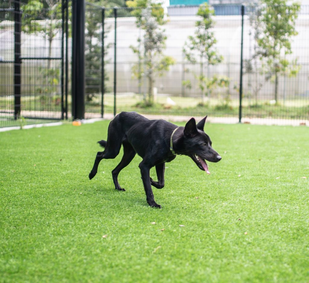S'pore's First Animal Rehab Centre Opens, Will Help Stray Dogs Adapt To ...