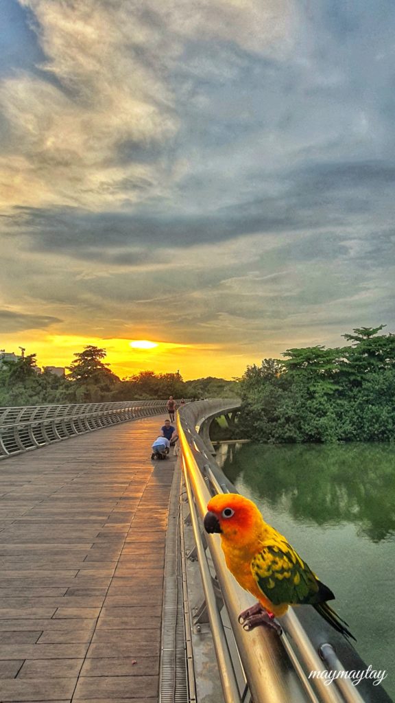 Parrot Poses For Sunset Photo In Sengkang, Bird's Colourful Feathers ...