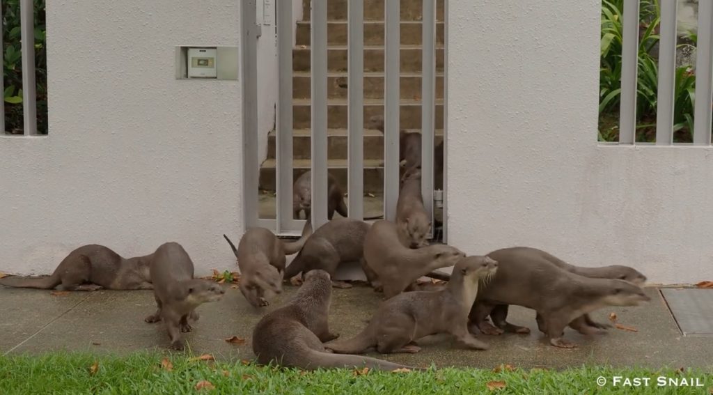 Otter Family Tries Sneaking Through Alexandra Condo Gates, Retreats ...