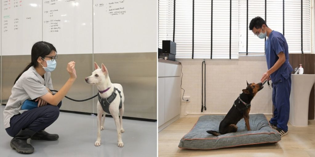 S'pore's First Animal Rehab Centre Opens, Will Help Stray Dogs Adapt To ...