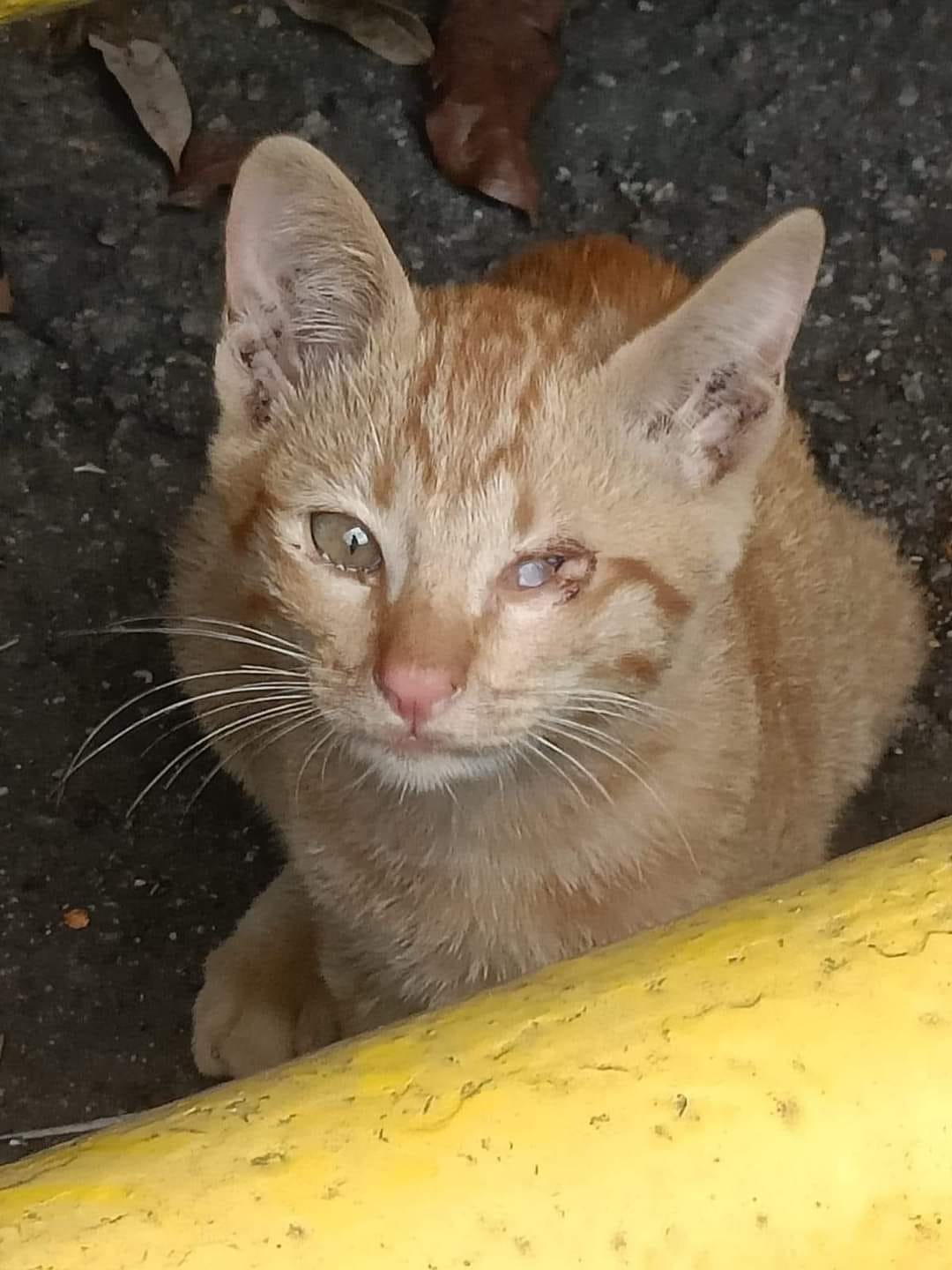 One-Eyed Kitten Found In S’pore Industrial Area, Rescuers Seek ...