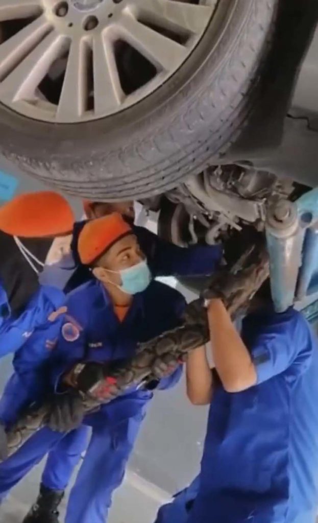 Man Finds Huge Snake In Car Engine, M'sian Civil Defence Officers Help ...