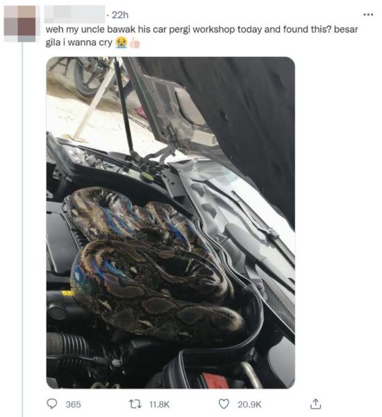 Man Finds Huge Snake In Car Engine, M'sian Civil Defence Officers Help ...