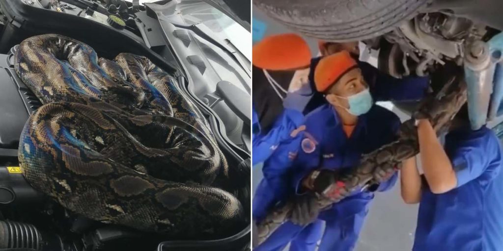 Man Finds Huge Snake In Car Engine, M'sian Civil Defence Officers Help ...