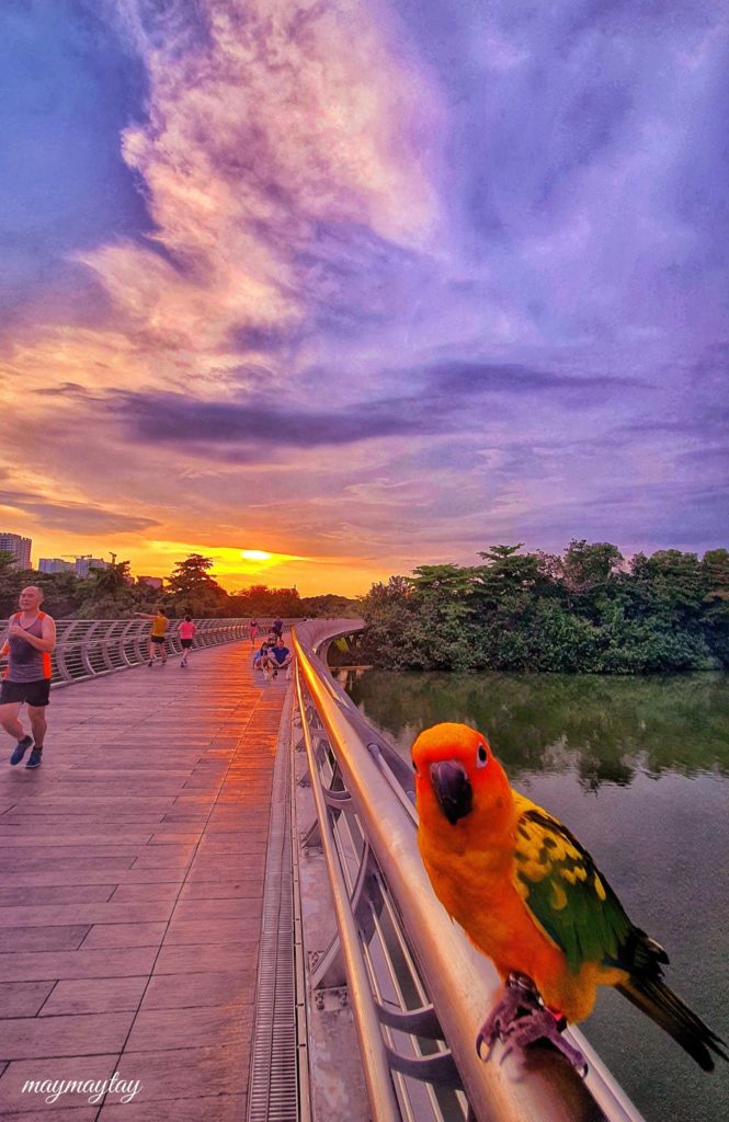 Parrot Poses For Sunset Photo In Sengkang, Bird's Colourful Feathers ...
