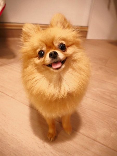 TikToker Accuses Bugis Dog Café Of Neglect, Establishment Says Canines ...