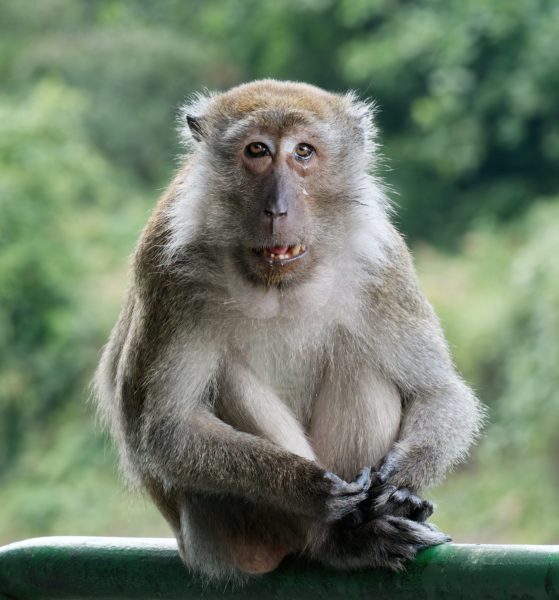 Photographer Captures Tearful Monkey At Yishun Park, Images Move ...