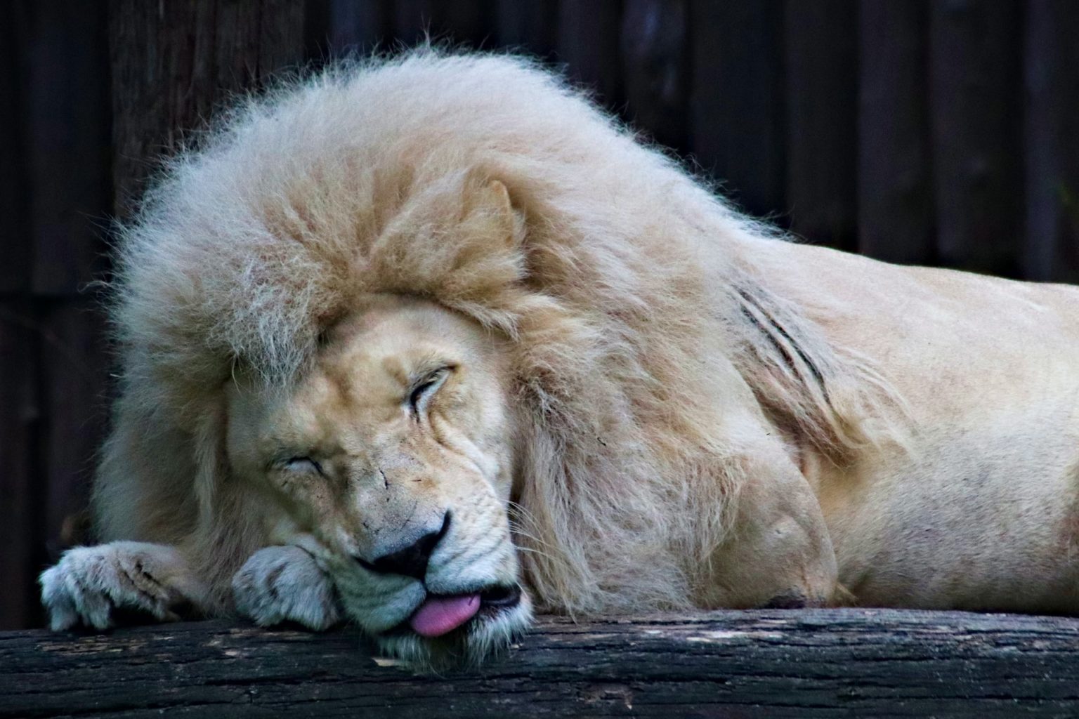 Guangzhou Zoo Lion Spotted With Straight Bangs, Instantly Becomes The ...