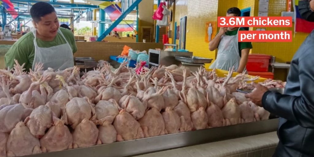 M'sia Will Stop Exporting Chickens From 1 Jun, SFA Advises S'poreans To ...