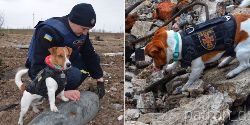 Bomb-Sniffing Dog In Ukraine Is An Expert In Unearthing Explosives ...