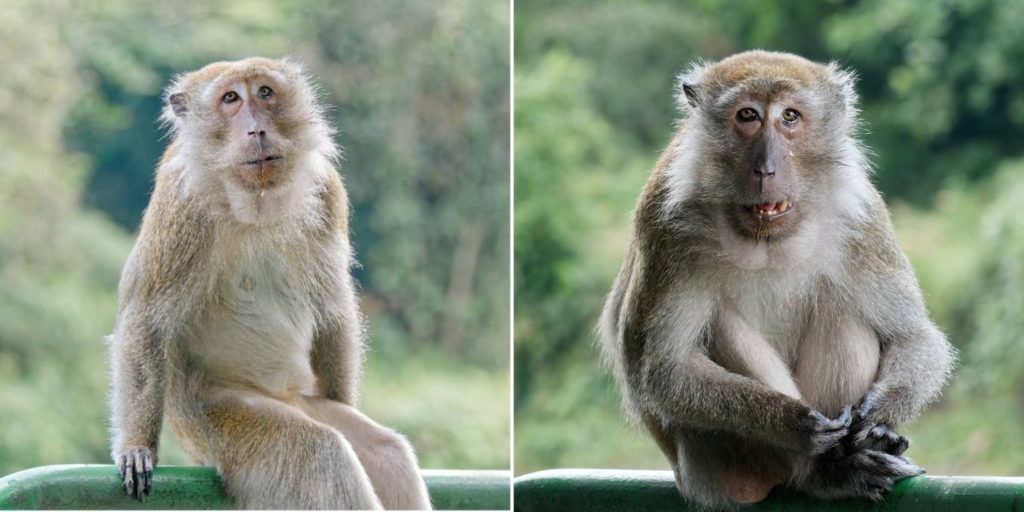 Photographer Captures Tearful Monkey At Yishun Park, Images Move ...