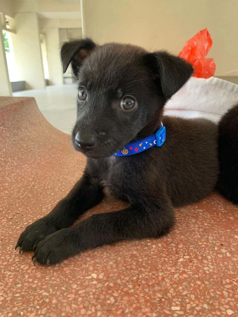 8 Dogs & Puppies Need Forever Homes, Visit Them At Upper Thomson ...