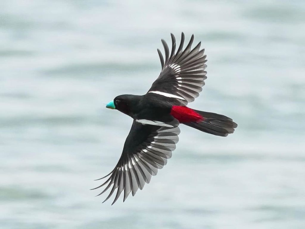 Rare Broadbill Once Considered Extinct In S’pore Captured Mid-Flight By ...