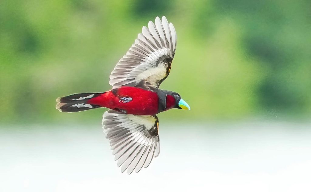 Rare Broadbill Once Considered Extinct In S’pore Captured Mid-Flight By ...