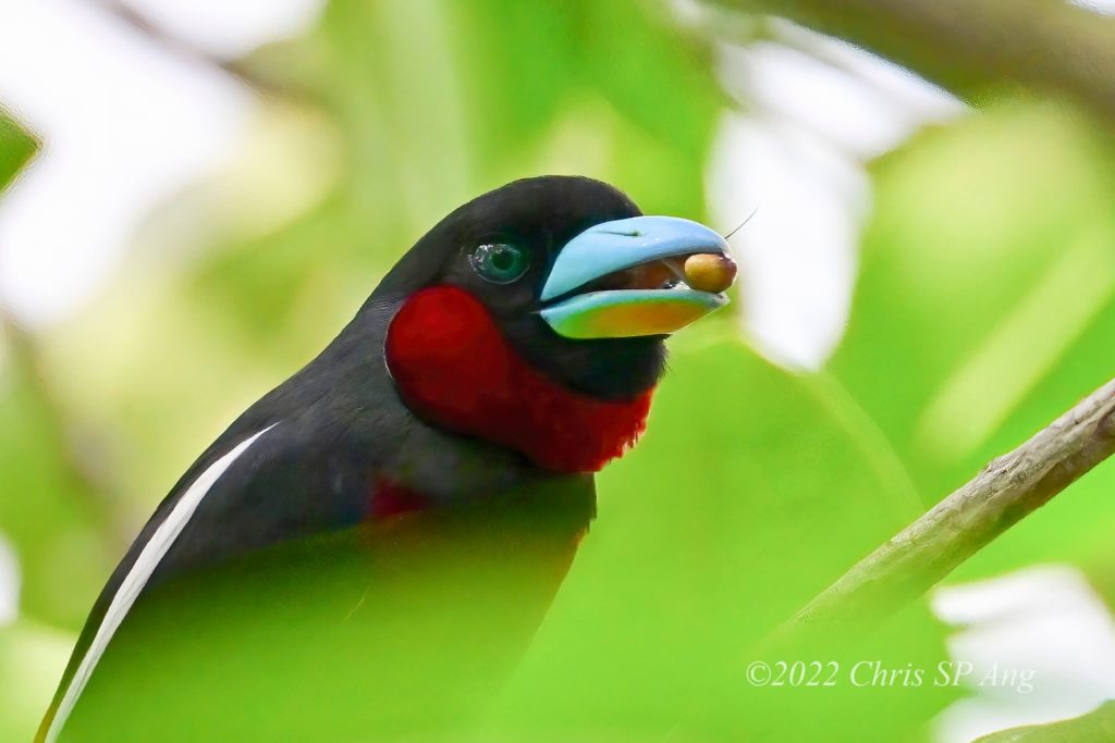 Rare Broadbill Once Considered Extinct In S’pore Captured Mid-Flight By ...