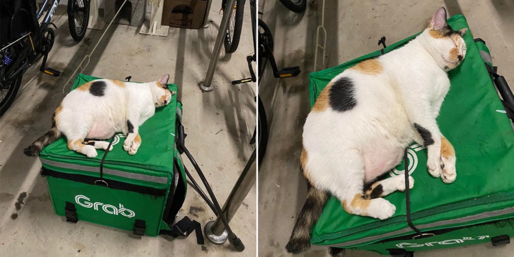 Community Cat Sleeps On GrabFood Bag In Woodlands, Gets 5-Star ...