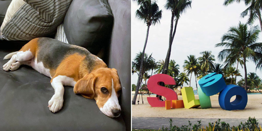 Lost Beagle Last Seen In Sentosa, Owner Appeals For Help To Bring Her Home