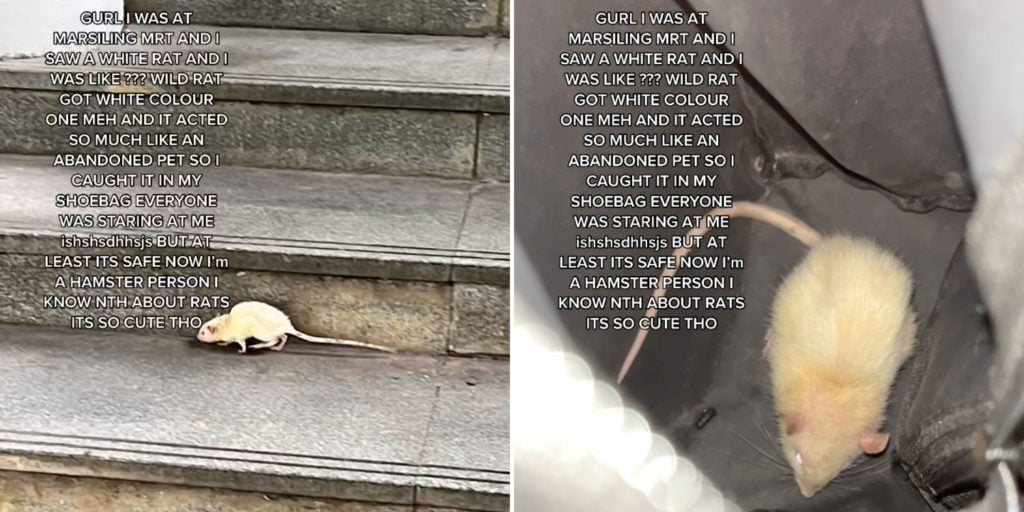 Pet Rat Allegedly Abandoned At Marsiling MRT, Strangers Rescue & Bring ...