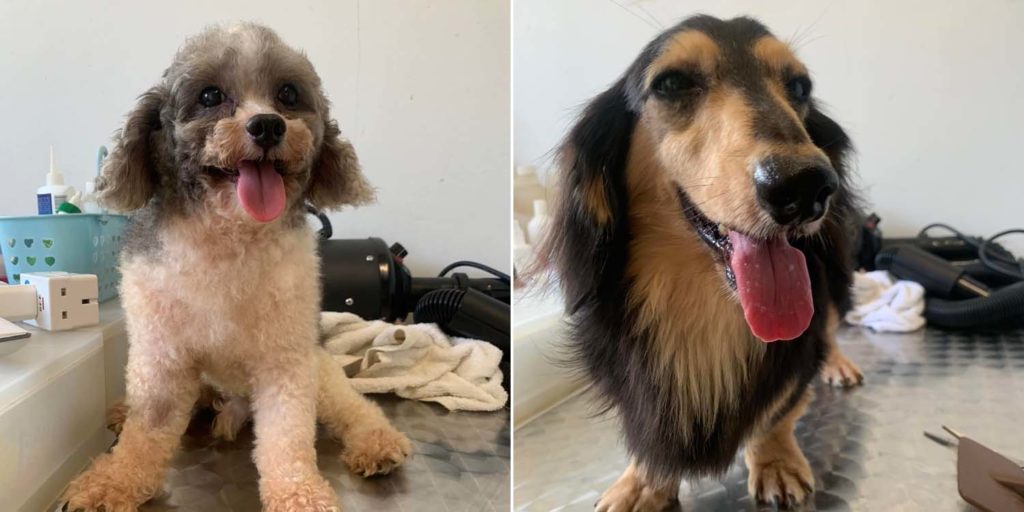 7 Dogs Up For Adoption Include Poodles, Dachshund & Maltese, Be Their ...