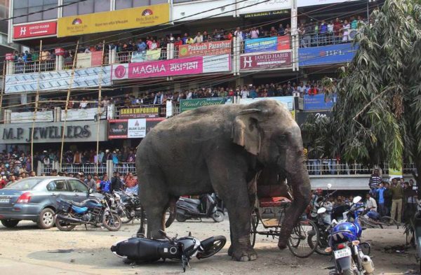 India Elephant Attacks Elderly Woman & Tramples Her Corpse At Funeral ...