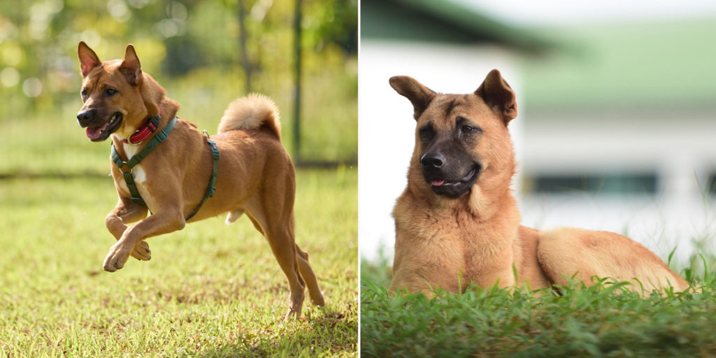 HDB Homeowners Can Now Adopt Mixed-Breed & K9 Sniffer Dogs, But Must ...