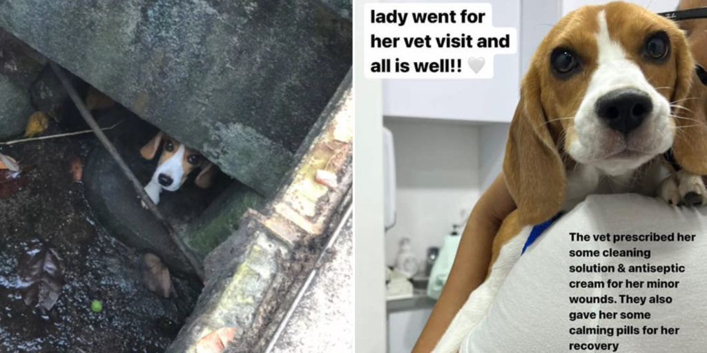 Lost Beagle In Sentosa Found After 2 Days, Kind Rescuers Lured Her Out ...
