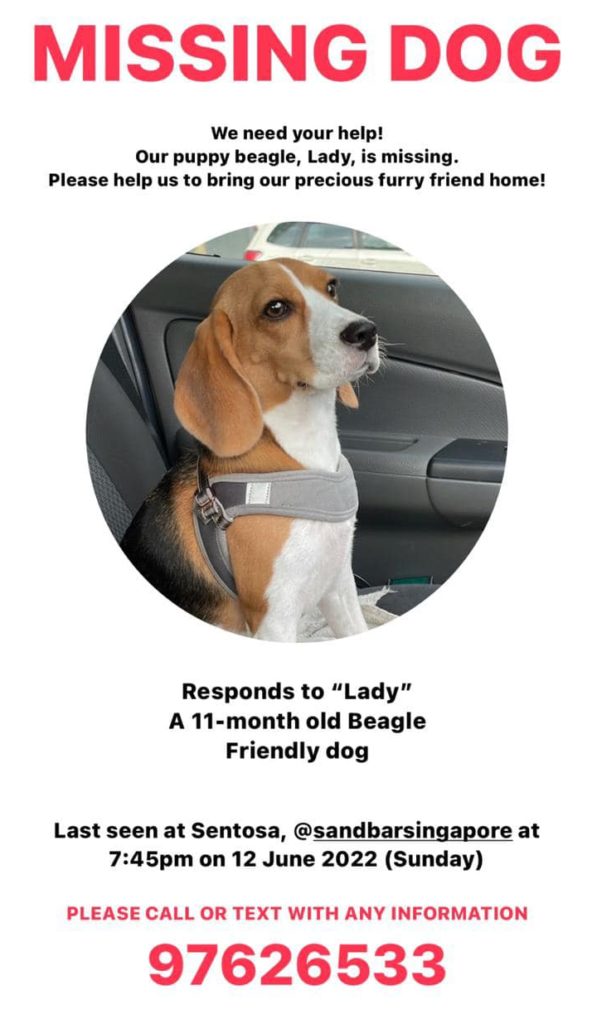 Lost Beagle Last Seen In Sentosa, Owner Appeals For Help To Bring Her Home