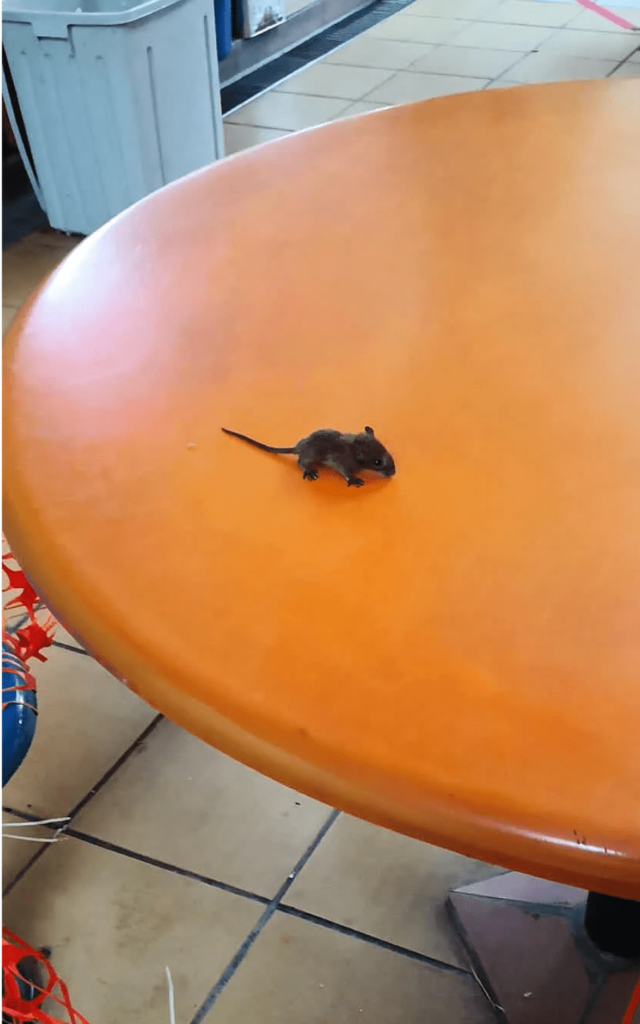 Rat Falls From Maxwell Food Centre Ceiling Onto Table, Hawkers Raise ...