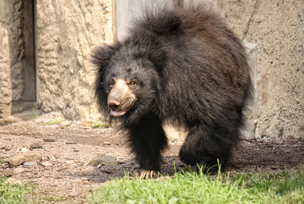 Sloth Bear Kills & Devours Indian Couple, Family Compensated S$7K For ...