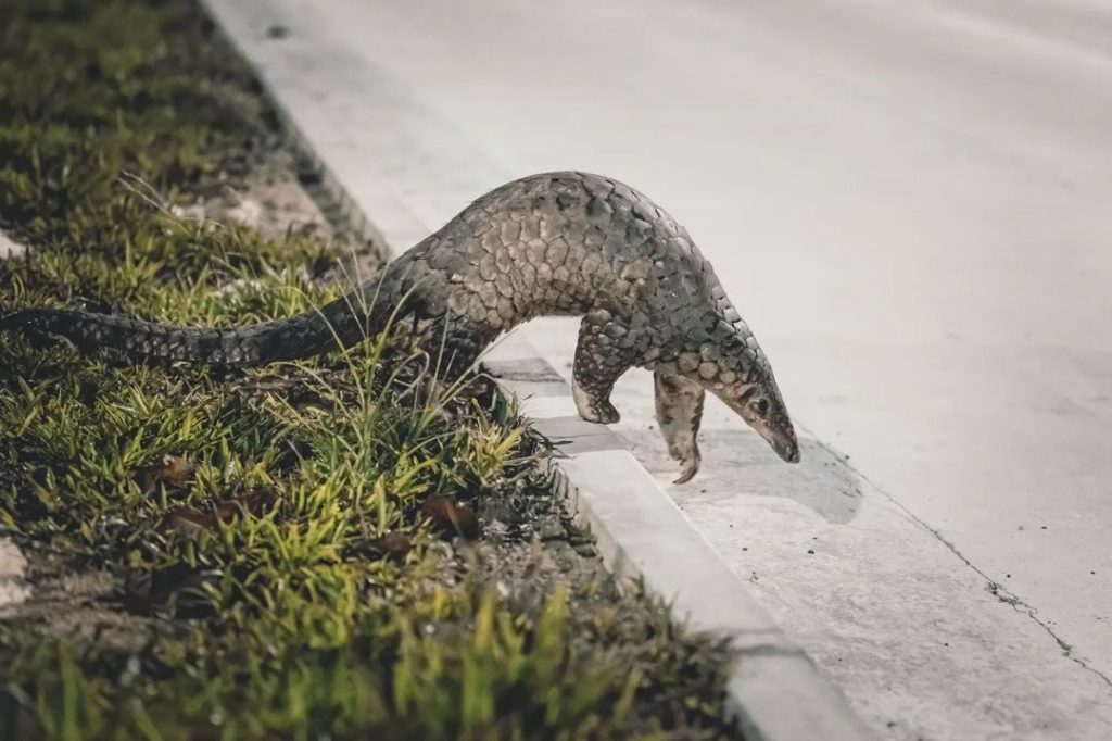 Man Spots Rare Sunda Pangolin Crossing S'pore Road, Makes Sure It Gets ...
