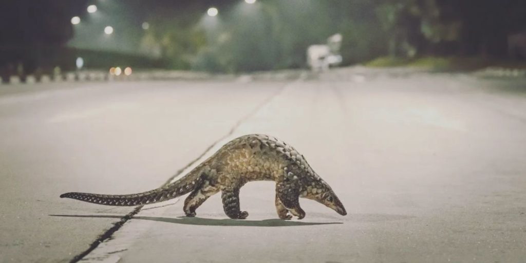 Man Spots Rare Sunda Pangolin Crossing S'pore Road, Makes Sure It Gets ...