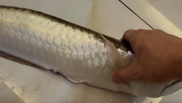 Man Steams & Eats Pet Arowana After It Dies, Says Fish Is Fresh & Tender