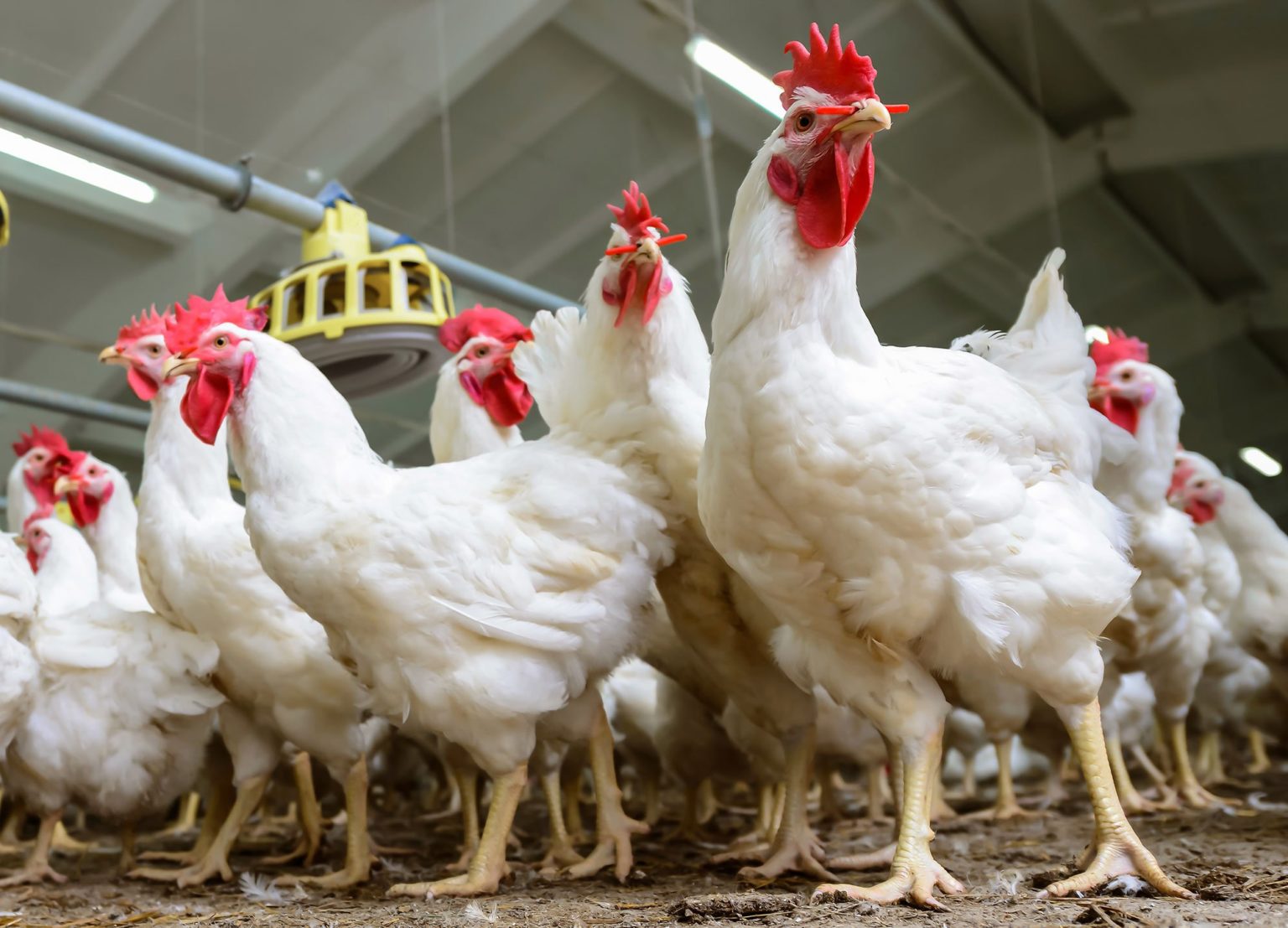 Indonesia May Set Up Chicken Farm In Batam, Will Speed Up Exports To S’pore