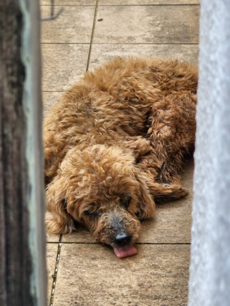 Wounded Brown Poodle In Lentor Home Has Flies Buzzing Around It, SPCA ...