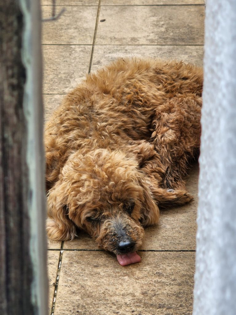 Wounded Brown Poodle In Lentor Home Has Flies Buzzing Around It, SPCA ...