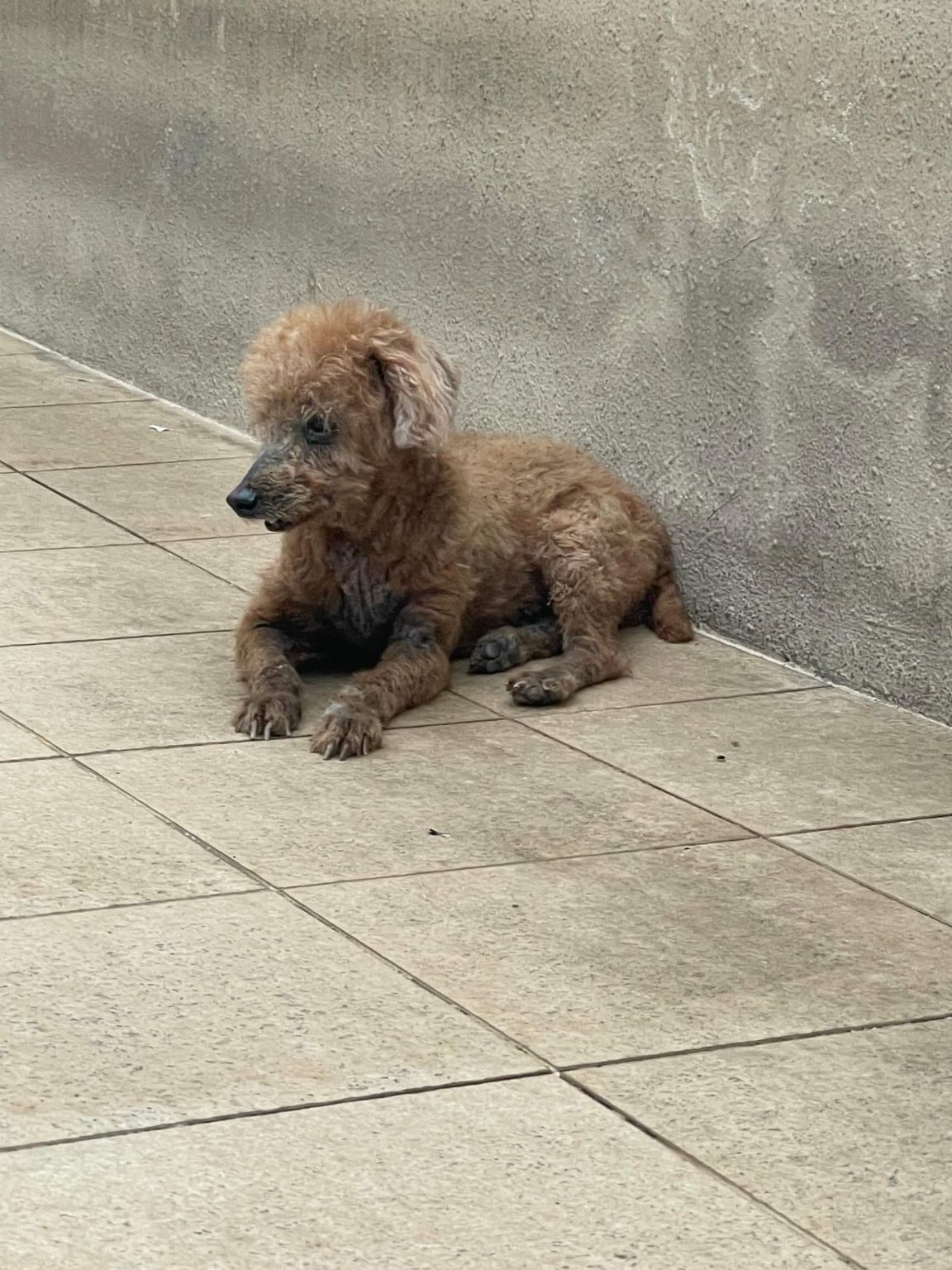 Wounded Brown Poodle In Lentor Home Has Flies Buzzing Around It, SPCA ...