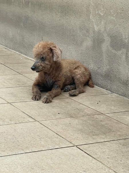 Wounded Brown Poodle In Lentor Home Has Flies Buzzing Around It, SPCA ...