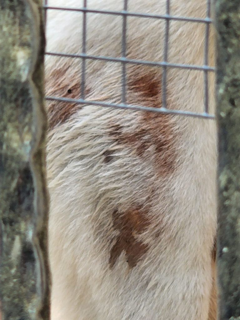 Wounded Brown Poodle In Lentor Home Has Flies Buzzing Around It, SPCA ...
