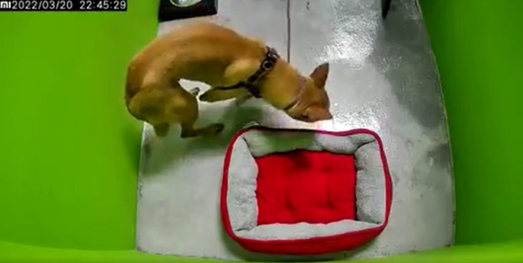 Dog Allegedly Hit With Bowl At S'pore Pet Boarding Facility, Dog ...