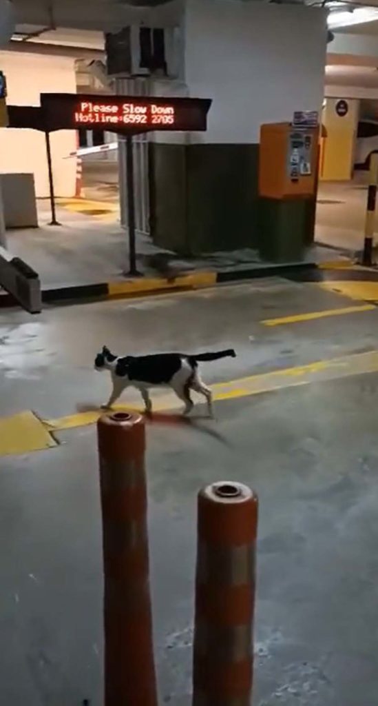 Hougang Cat Wanders Around Looking For Missing Kittens, Feeder Hopes To ...