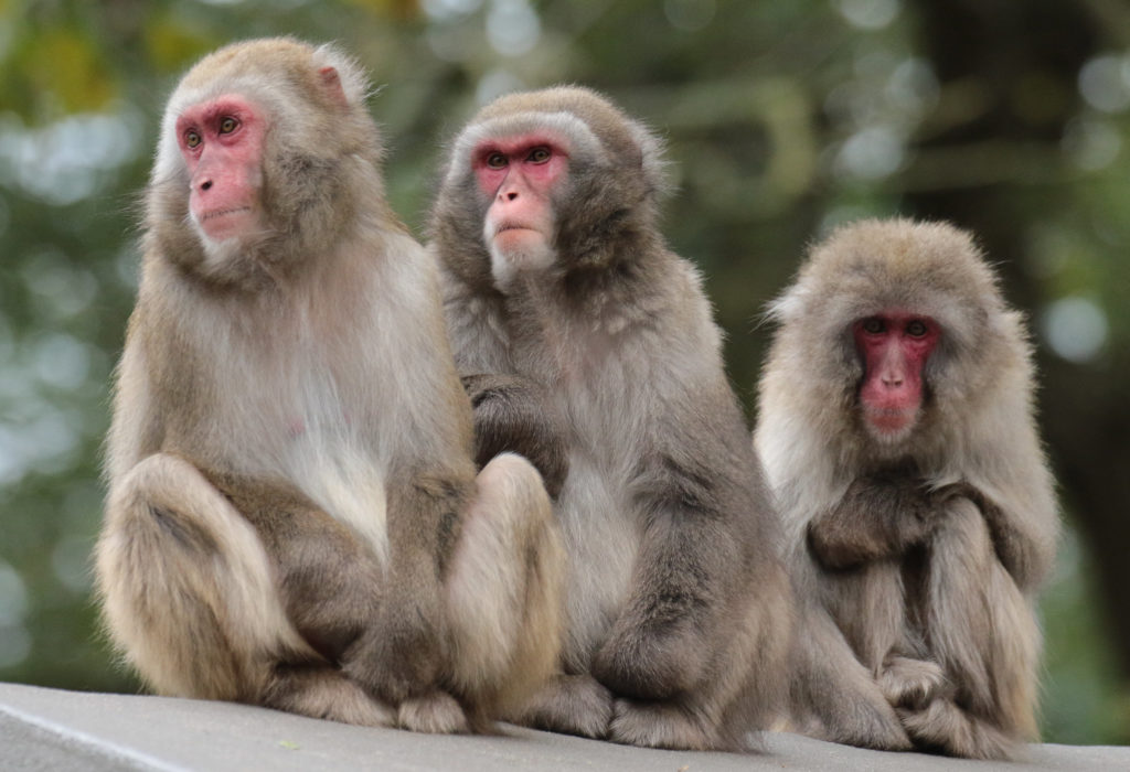 Gang Of Monkeys Terrorises & Injures Over 50 In Japan, Authorities ...