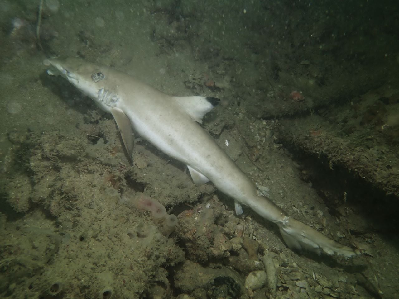 8 Dead Sharks Found In Waters Off Pulau Hantu With Damaged Gills & Stab ...