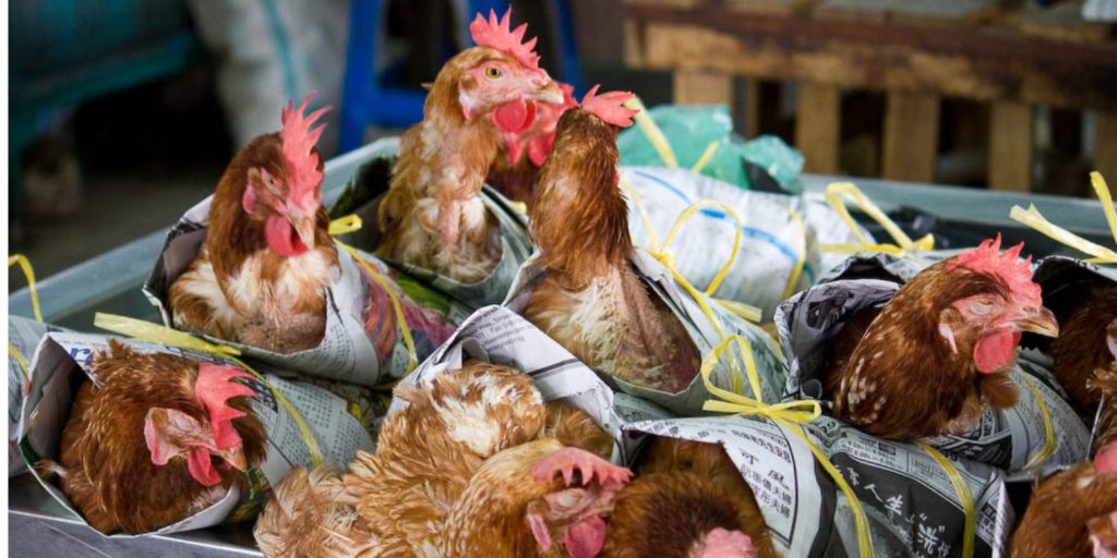M'sia Has Capacity To Export Chicken Again, Oversupply Caused Prices To ...