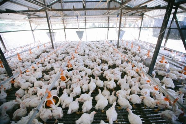 M'sia Clarifies Chicken Export Ban Will Remain, End Date Not Decided Yet