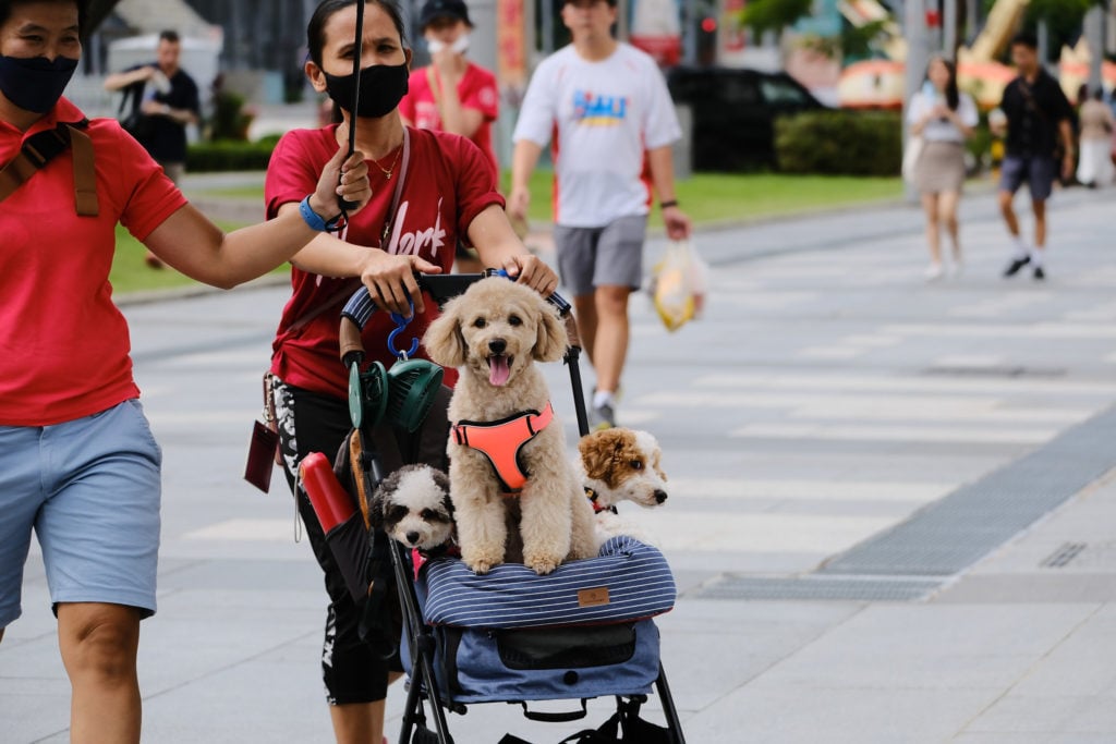 Over 300 Animals Walk Into S'pore Book Of Records For Largest Pet ...
